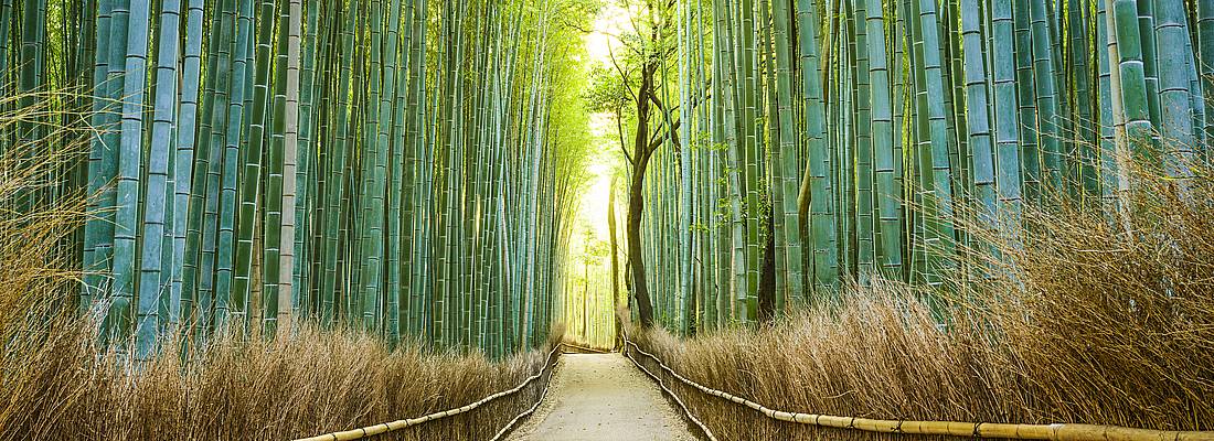 Foresta di bambù ad Arashiyama