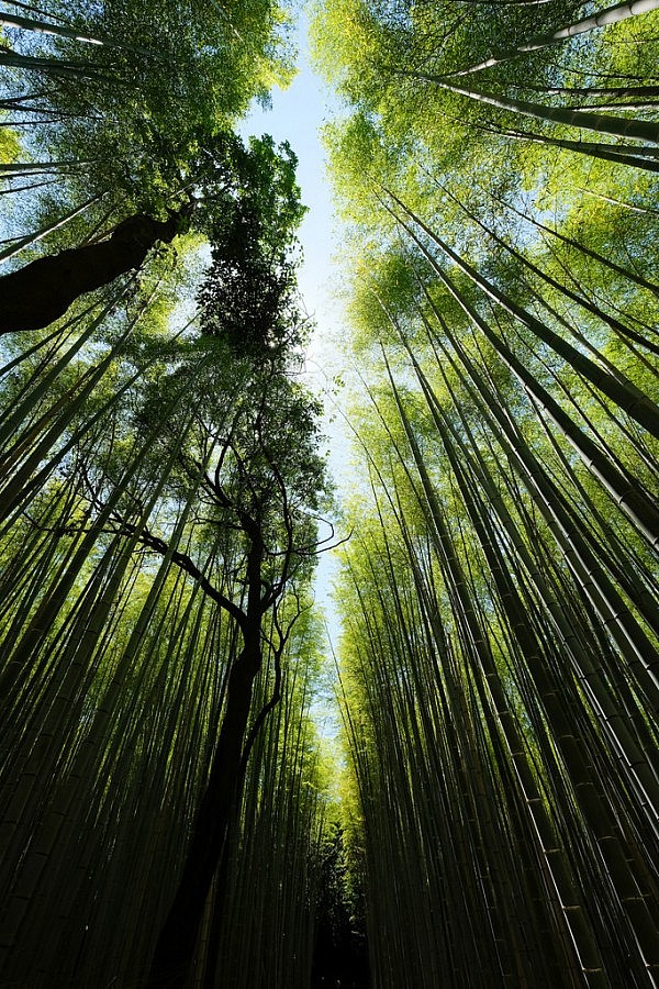 Foresta di bambù ad Arashiyama