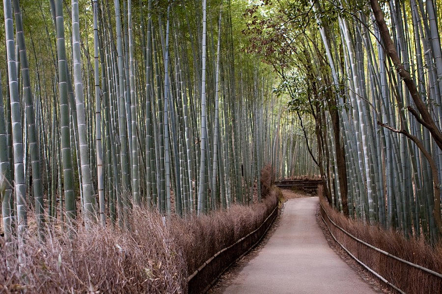 Foresta di bambù ad Arashiyama