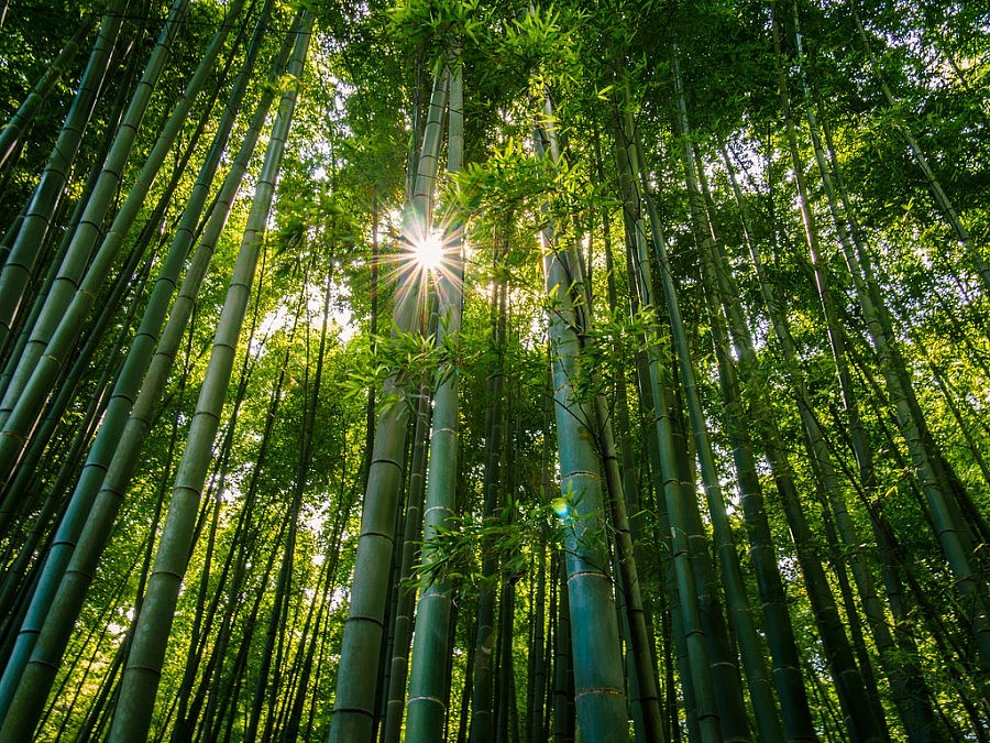 Foresta di bambù ad Arashiyama
